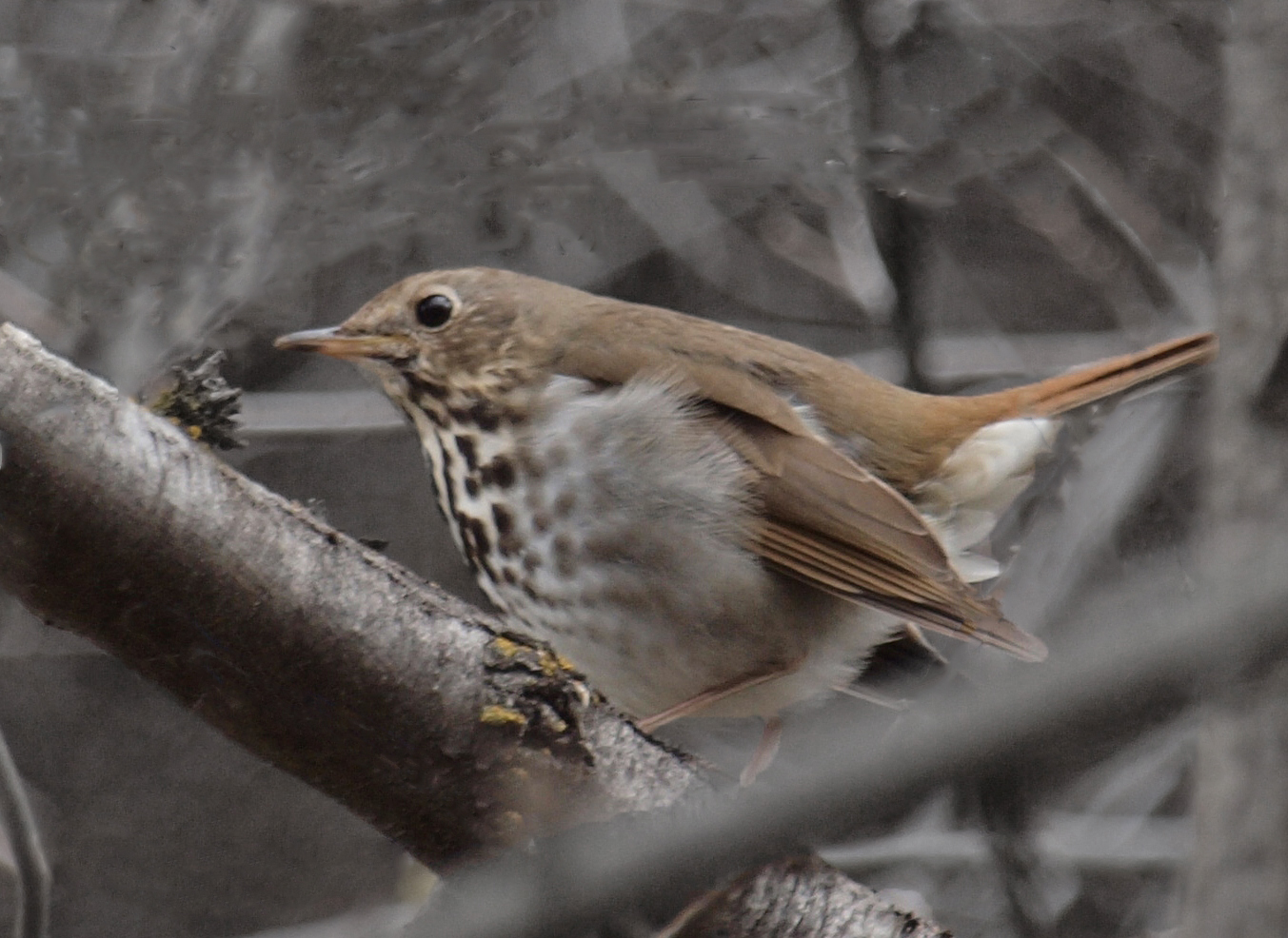 Birding Is Fun!: Robert's Birding Blog Favorites!
