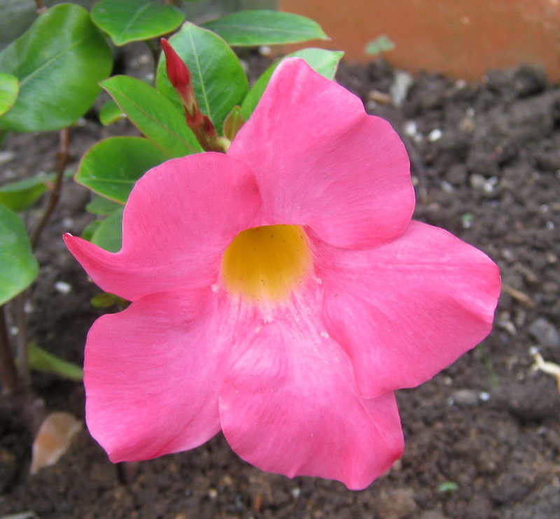 my walk with food and beautiful plants and flowers: Pink Allamanda