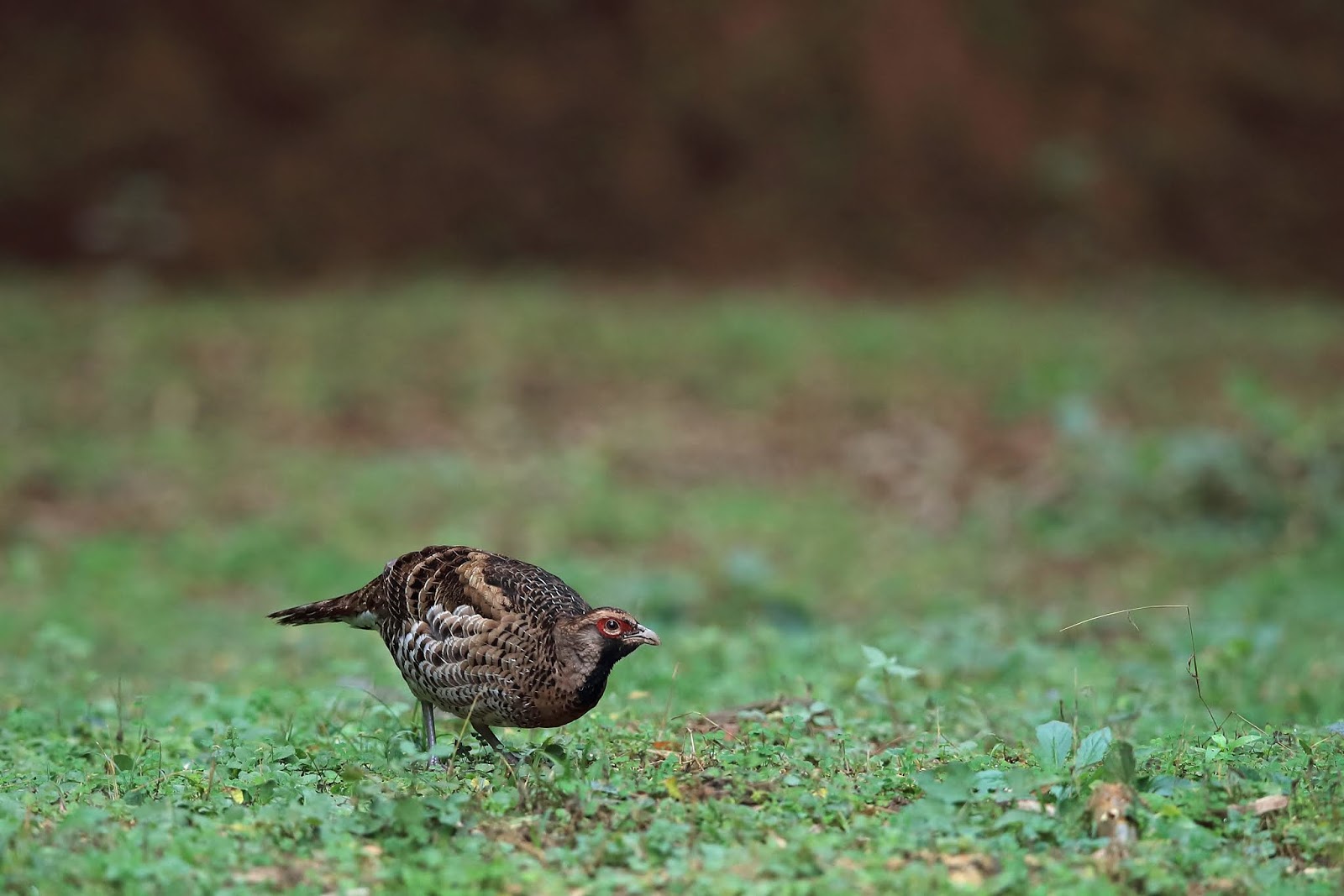 Not just birds: 1月 2019