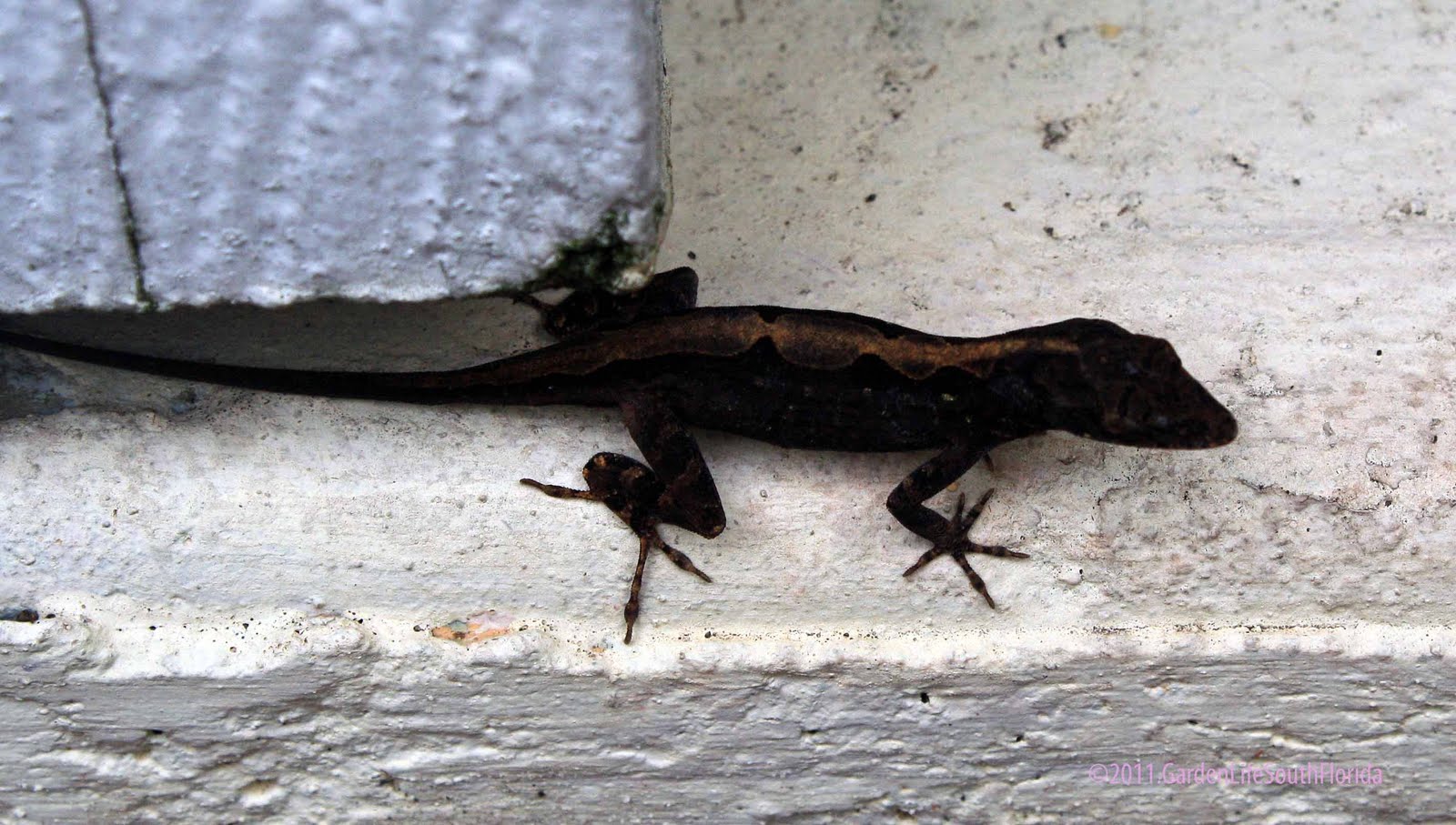 Dawns Garden Life: Critters Galore and Owl