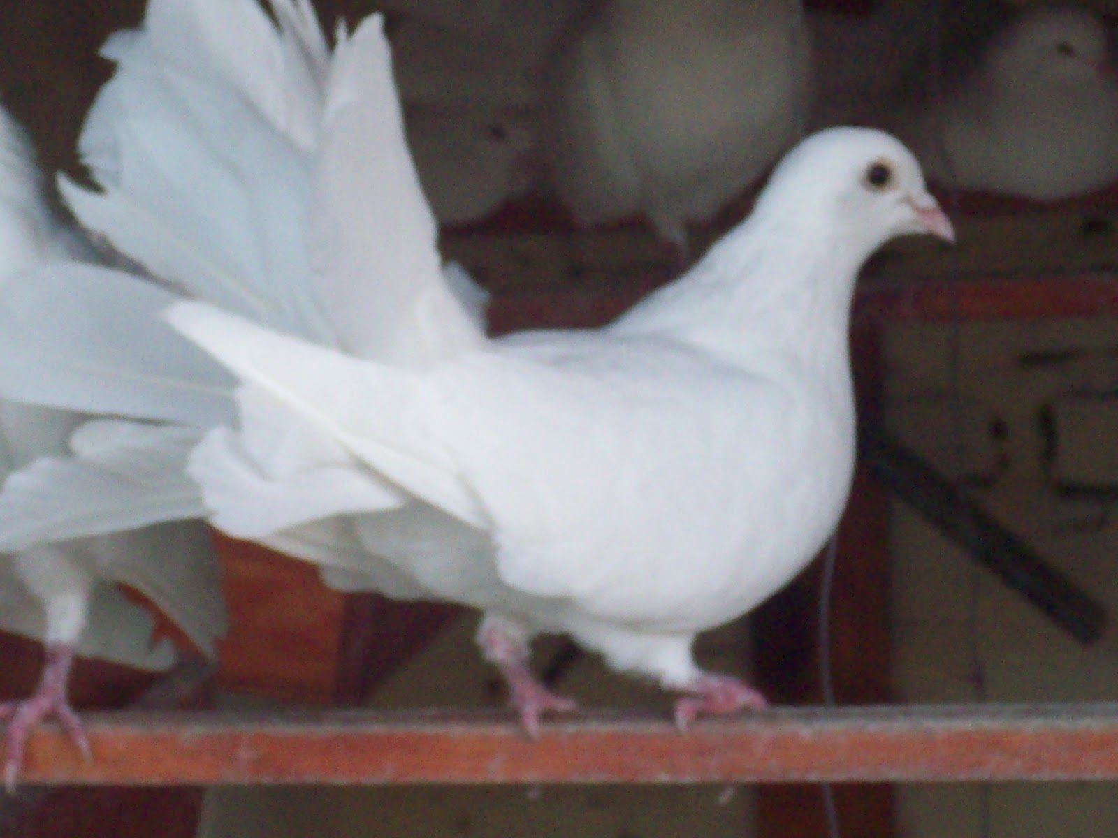 palomas cola de abanico