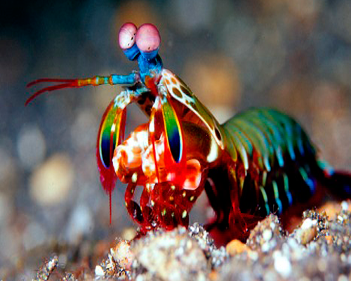 La gamba pistolera, su increíble munición de burbujas por colapso y el ...