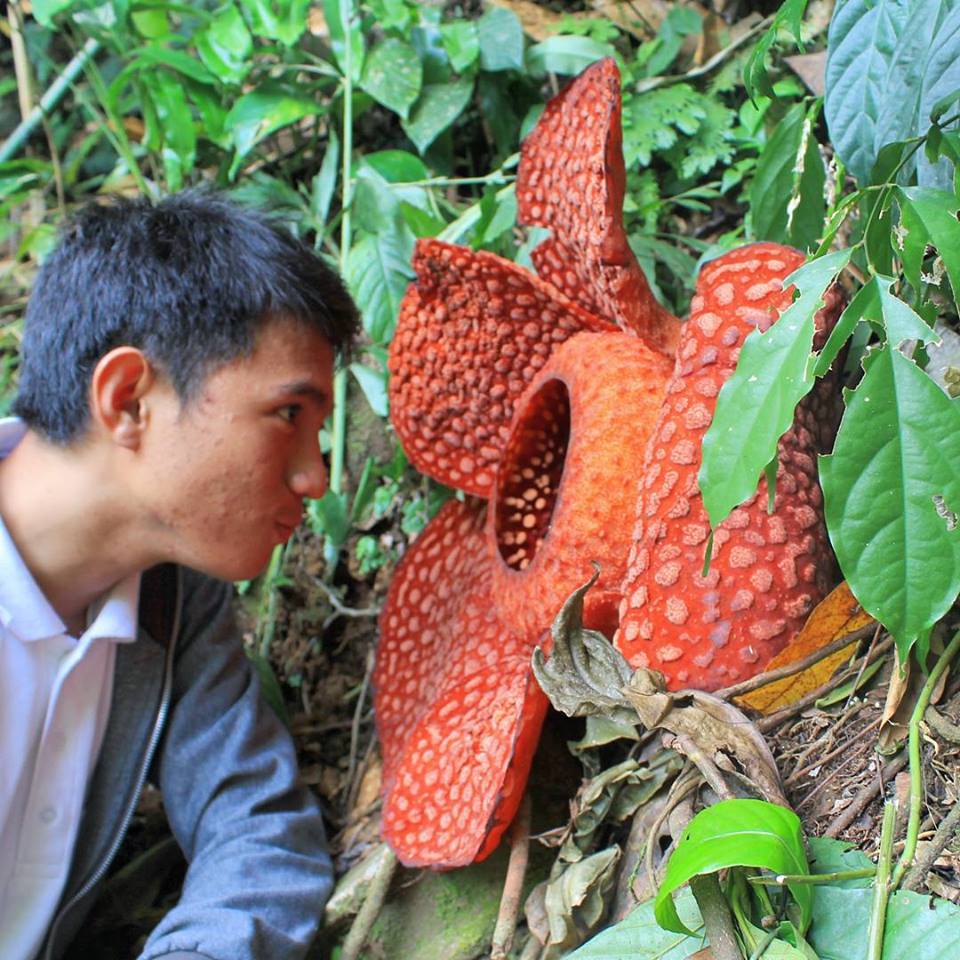 Kambing gunung: Habitat tiga jenis rafflesia Bengkulu teridentifikasi