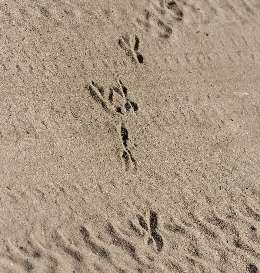 Trip report: Birds of Borrego Springs: March 12, 2017 - Greg in San Diego
