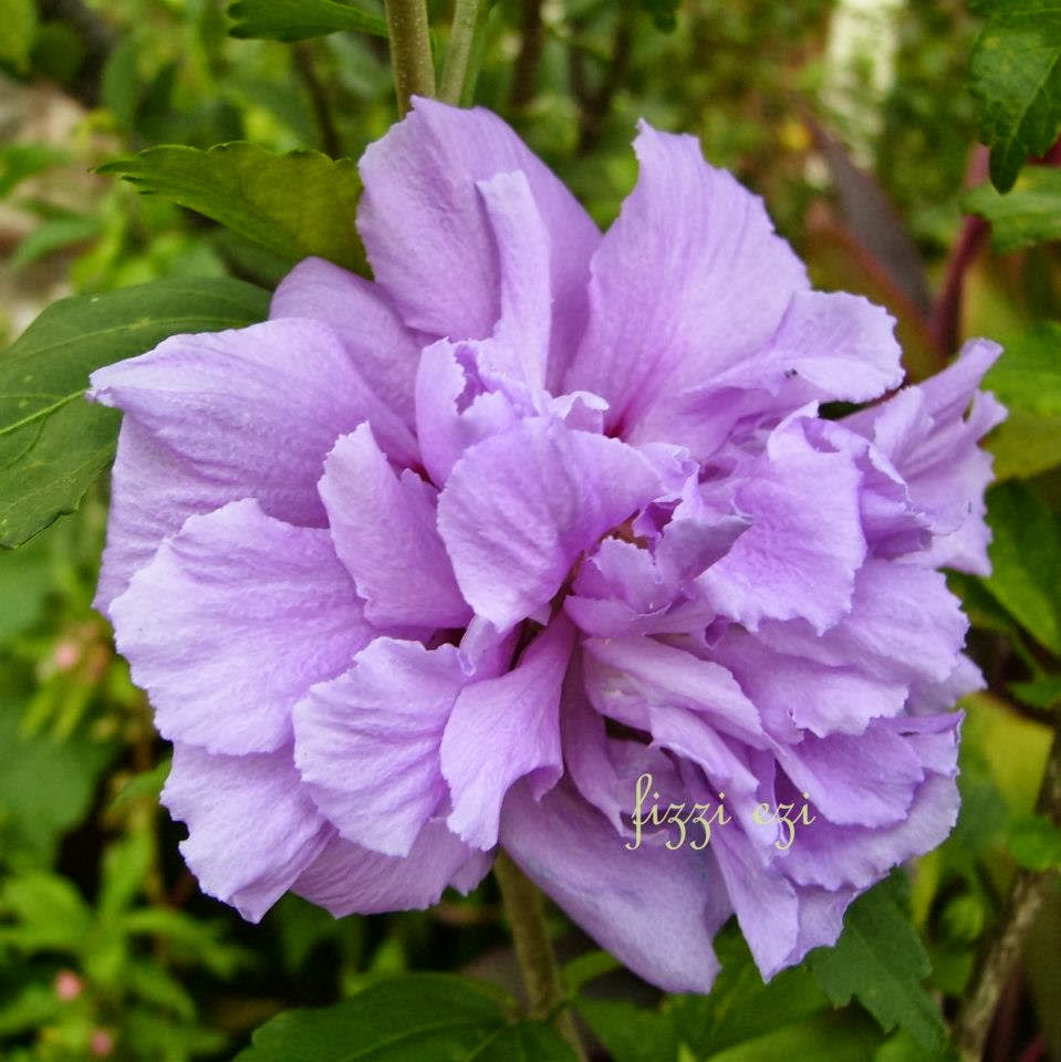 Flora Cintamu: 4 Jenis Bunga Raya di Rumah..