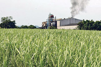 Sri Lanka’s sugar industry in crisis | Sri Lanka Guardian