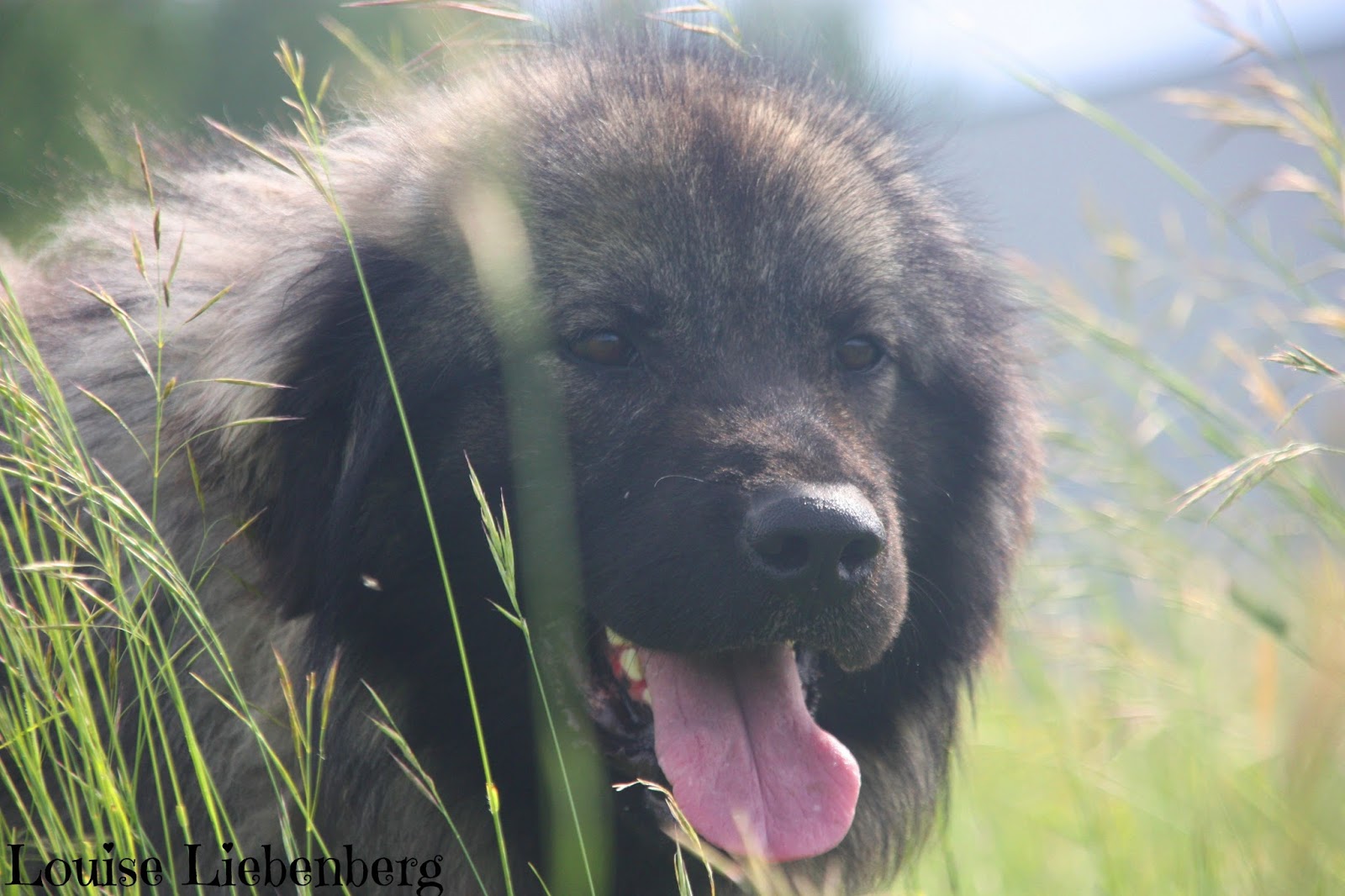 Predator Friendly Ranching : Sarplaninac Puppies