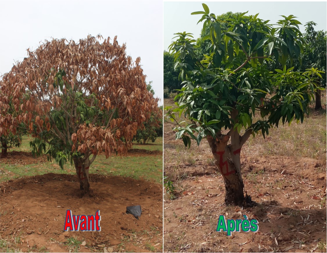 INFOS Recherches Environnementales et Agricoles : TRAITEMENT DES ...