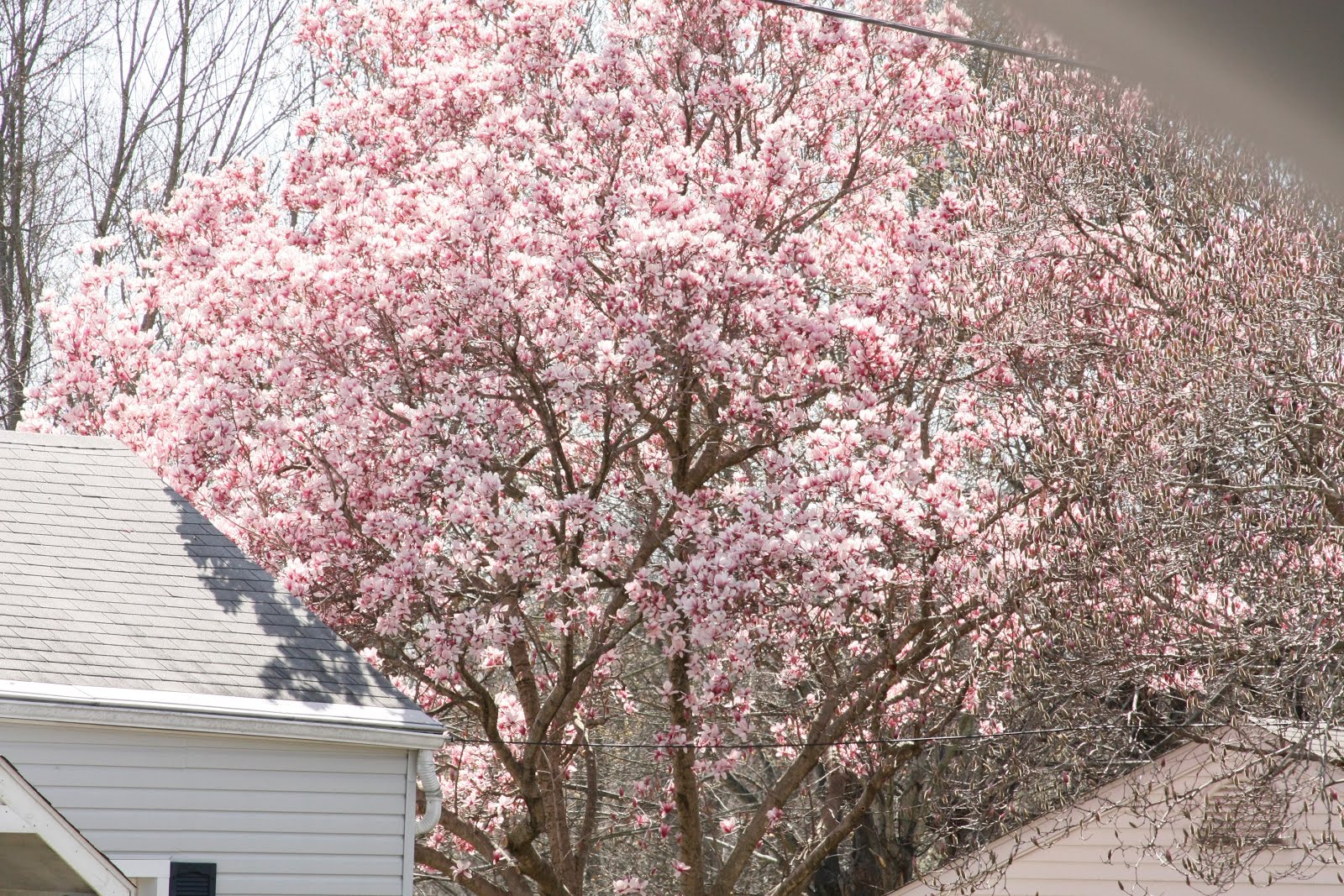 Kranky Granny: Durant Ashmore and the curse of the Bradford Pear Tree