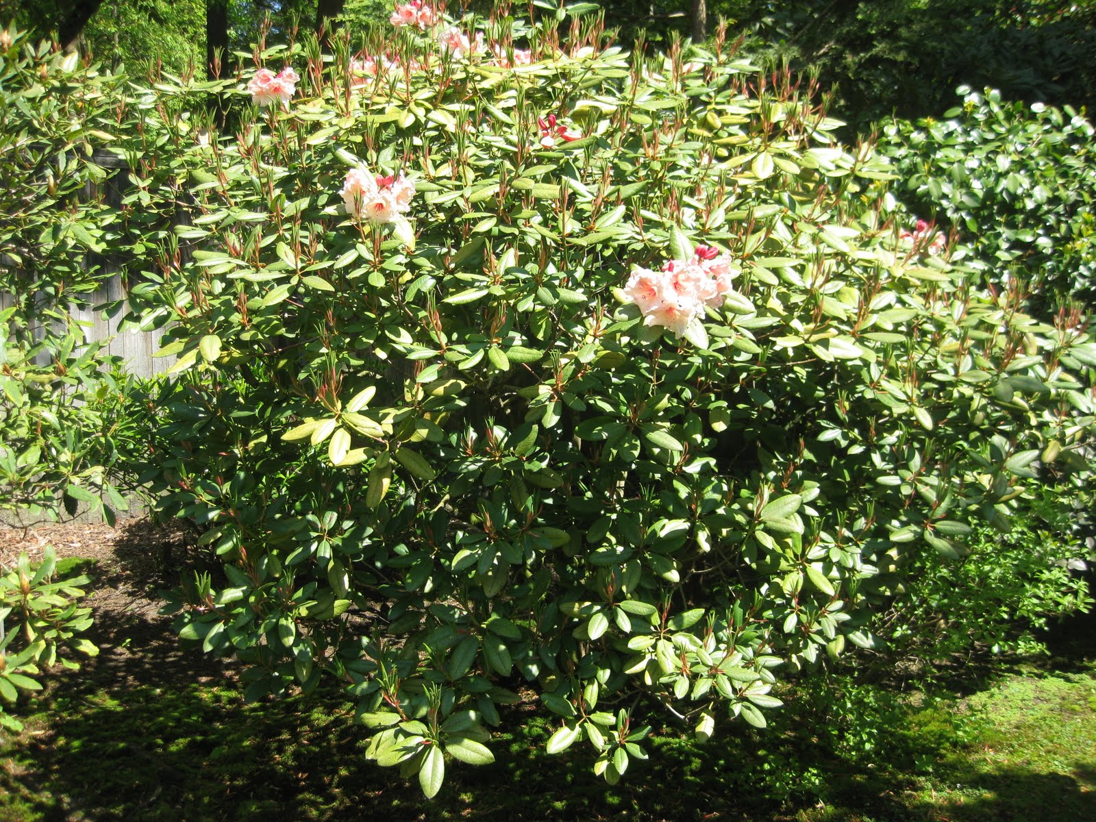 SJG bloom 2011: MAY, p. 4: Cont. on rhodies + 1 viburnum