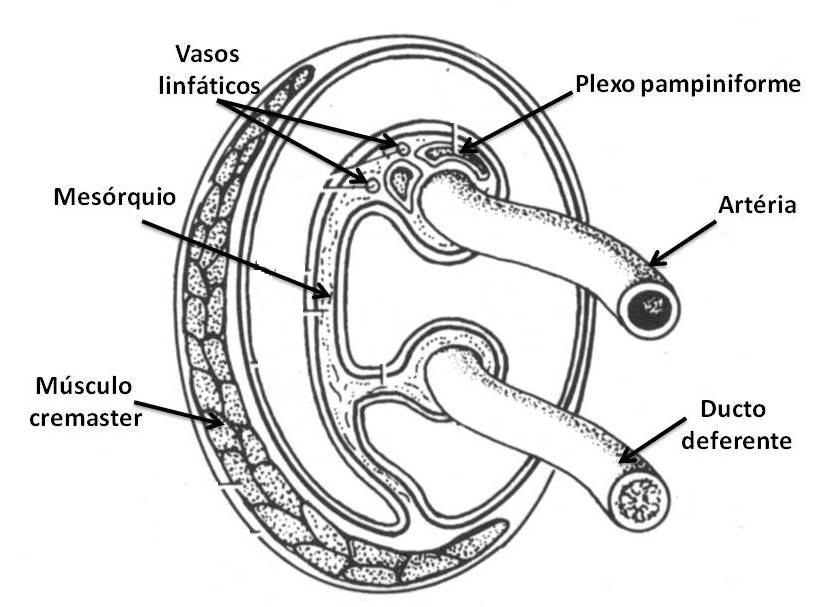 clinicoveterinario: APARELHO REPRODUTOR