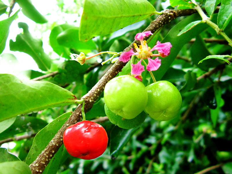 Quả cherry: Trái cherry và trái sơ ri có phải cùng 1 quả