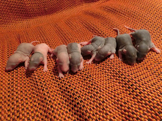 Nau speak: Baby Rat Growth & Development Part 1: the first 10 days