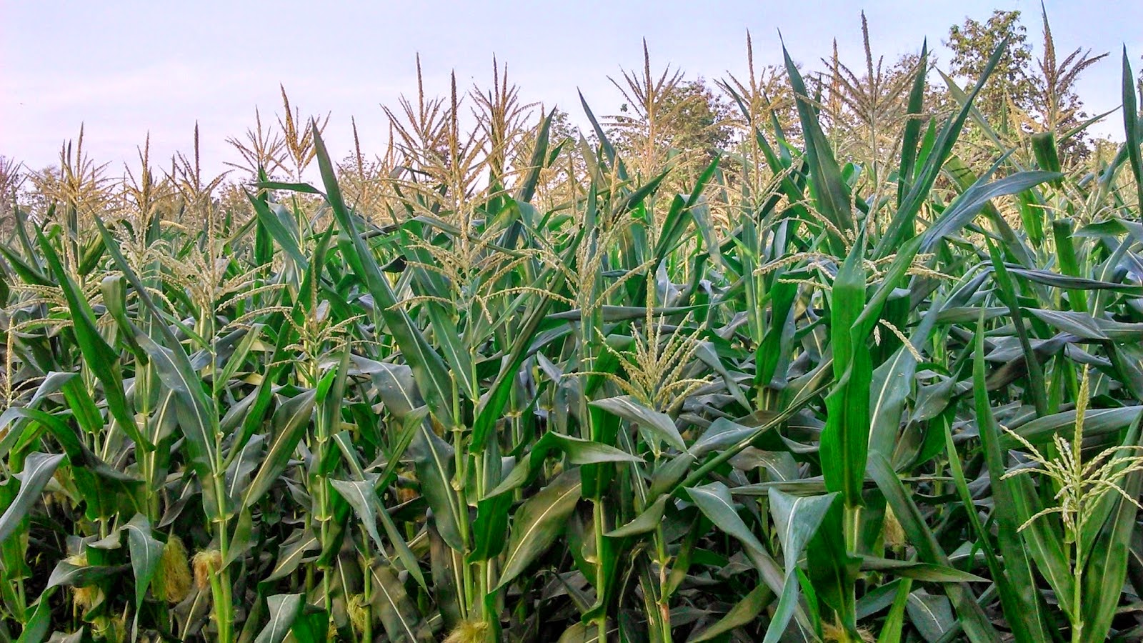 EKOGEO: RUMPUT : TUMBUHAN HIJAU