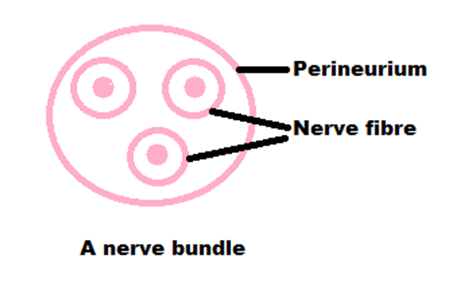 easyhumanatomy: Organization of peripheral nerve Vs organization of ...