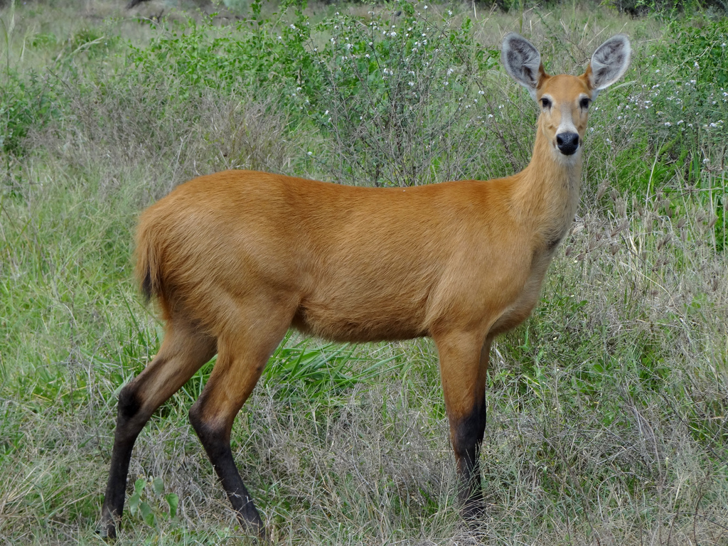 CiênciasEkos: Cervídeos do Brasil - Cervo-do-pantanal