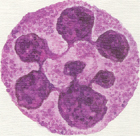 (Arbeids)geneeskundige sprokkels: Witte bloedcellen (leukocyten)