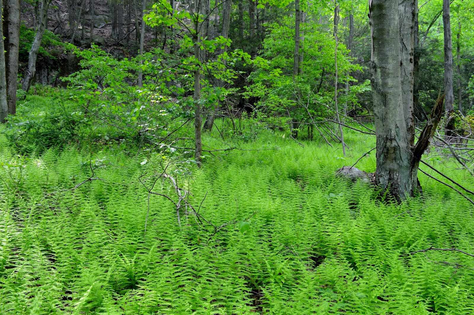 Nature of New York: Spring Ephemeral Wildflowers of Dutchess and Putnam ...