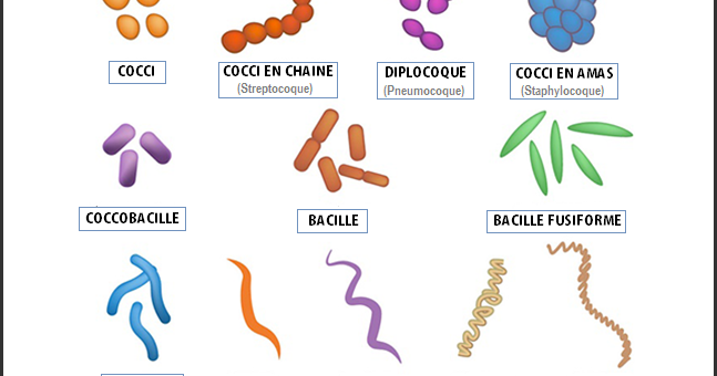 Biologie Simplifiée : Différentes formes de bactéries