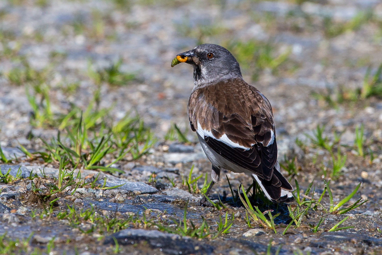 Wildlife Diaries: White-winged Snowfinches of the Furka Pass