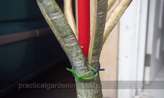 Practical Gardening: Designer Adenium Stem Sculpture 2 - Twist Basket ...