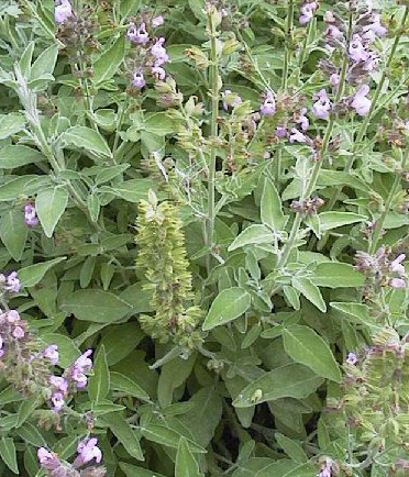 Bushranın Dünyası: Ada çayı bitkisi nerelerde yetişir