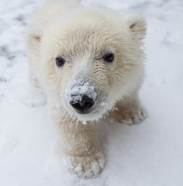 Imagini comice cu animale: baby polar bear-Schimbările climatice este ...