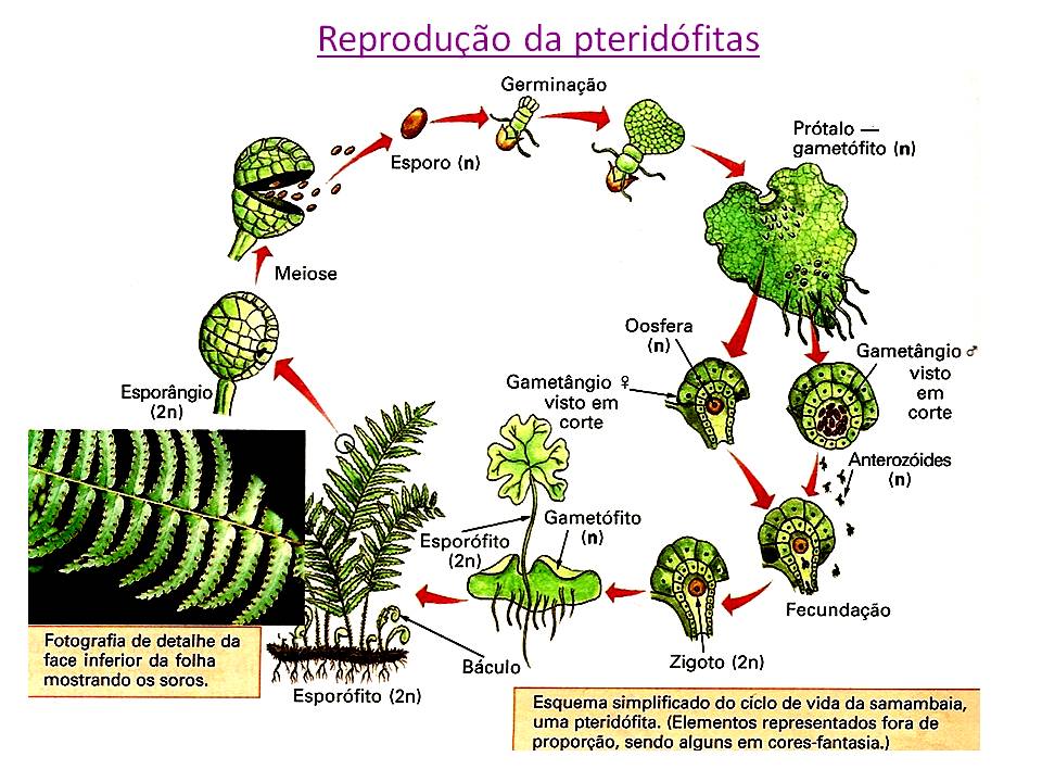 Reino Plantae ou Metaphyta | Mundo Biologia