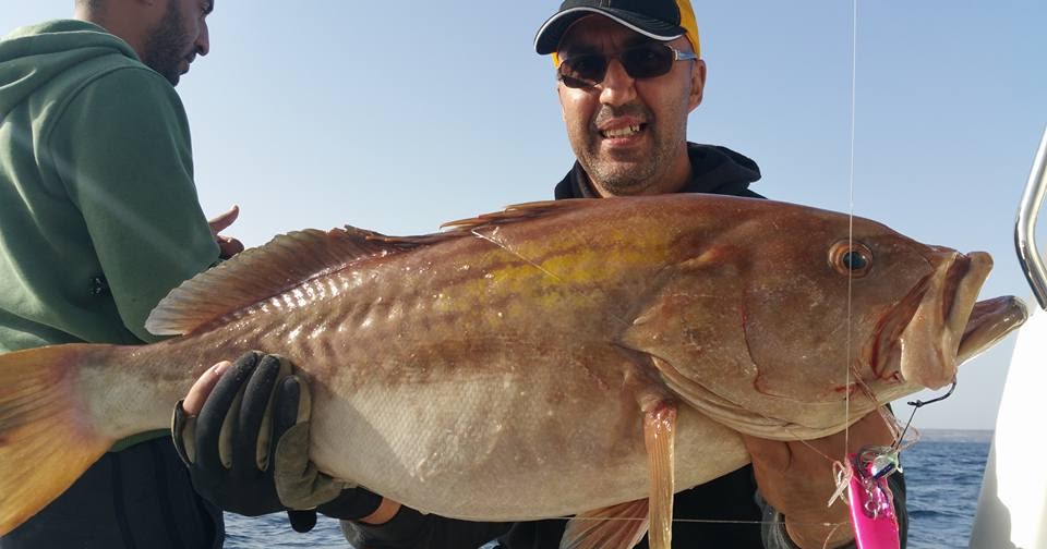 POISSONS DES CÔTES ALGÉRIENNES: LE MEROU BADECHE: Epinephelus ...