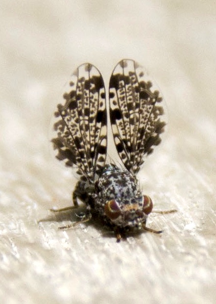 Urban Wildlife Guide: Peacock Fly!