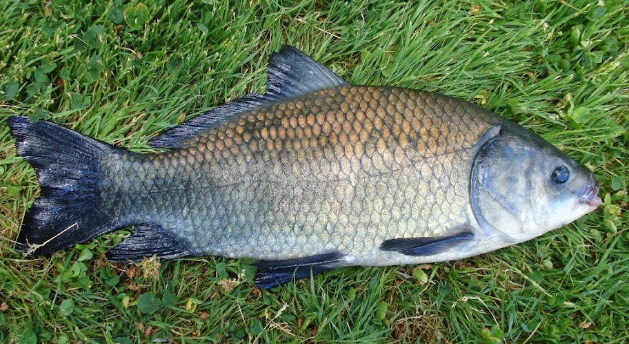 Ben Cantrell's fish species blog: Bigmouth buffalo and bowfin in Wisconsin