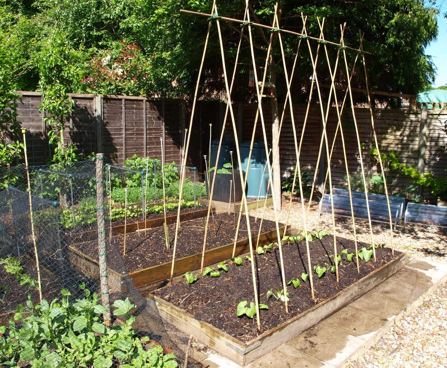 Mark's Veg Plot: The Beans are in...