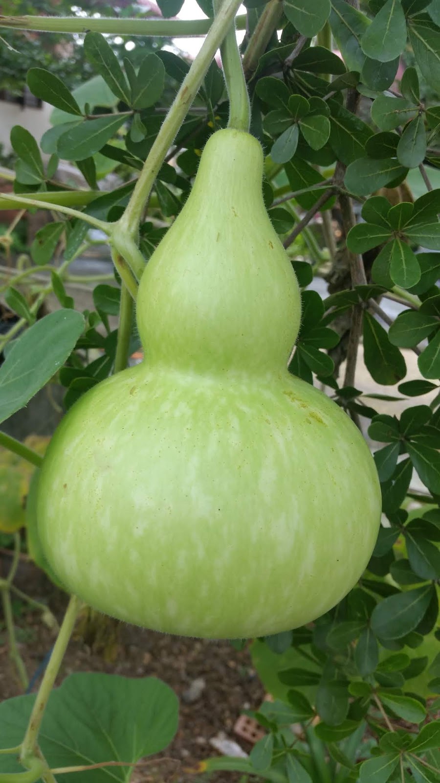 Warisan Petani: Buah Labu Sayong