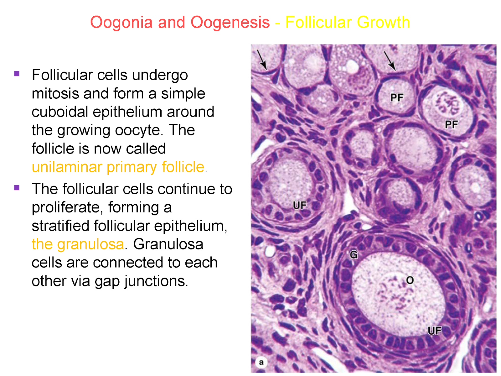 histoloji-embriyoloji notlarım: OOGONIA & OOGENESIS & FOLLICULOGENESIS