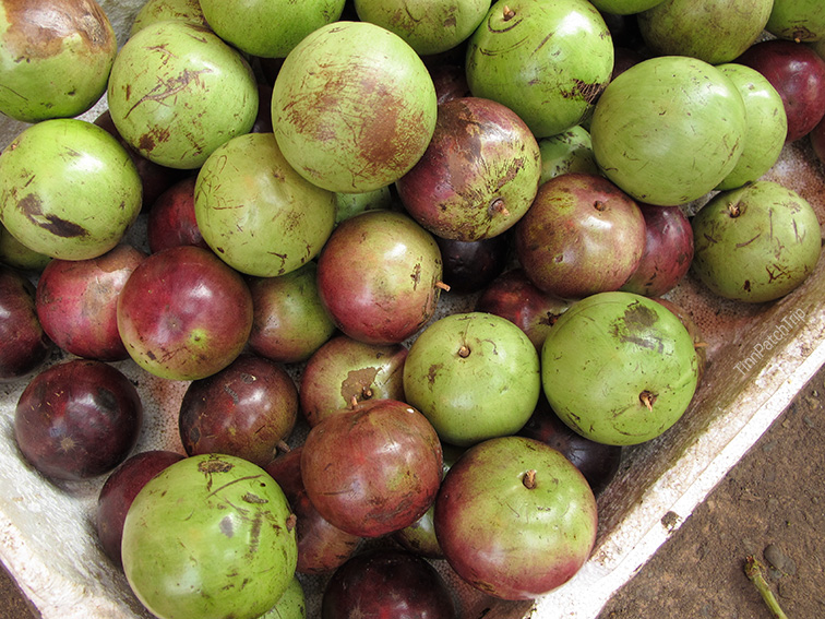 Fruits exotiques // - Tinn Patch Trip