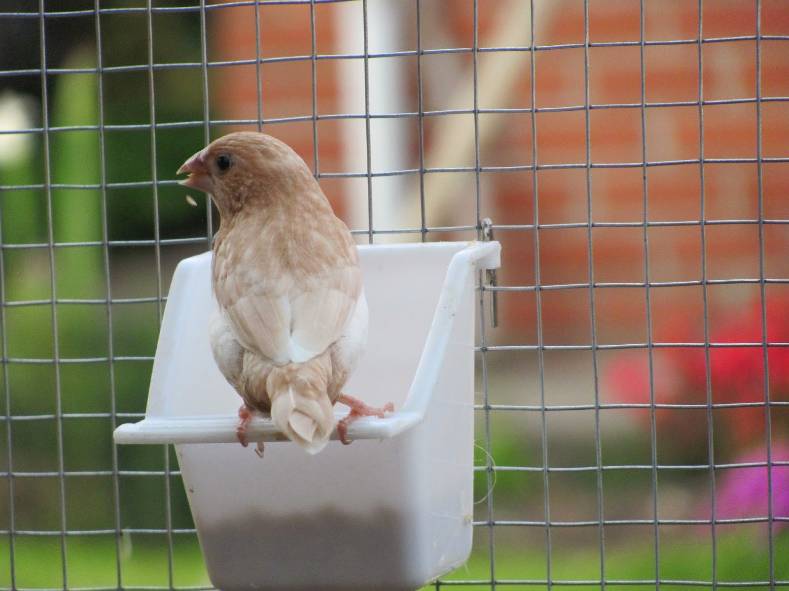 Crested Society Finches