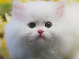 صور القط الشيرازى المون فيس Shirazi cat Moon Face