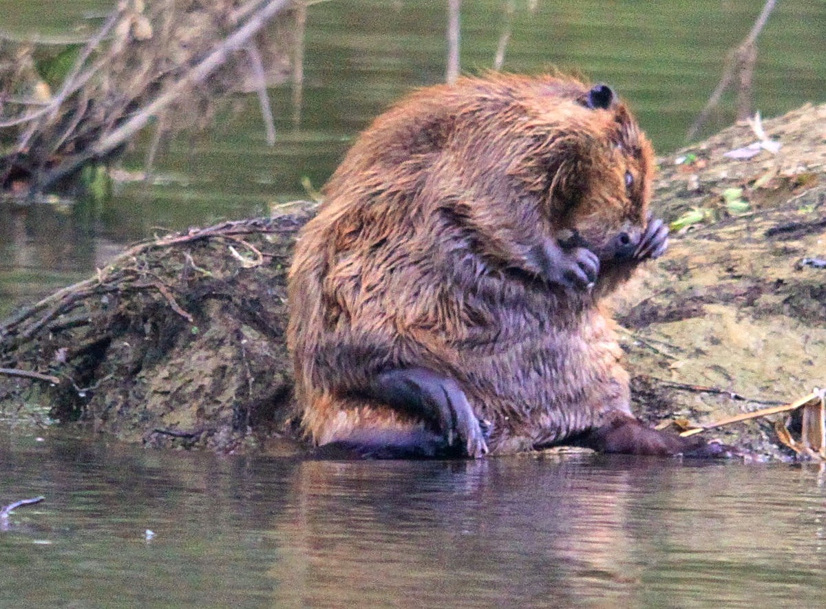 Gary's Outdoor Wanderings2: MORE UNUSUAL BEAVER PICS