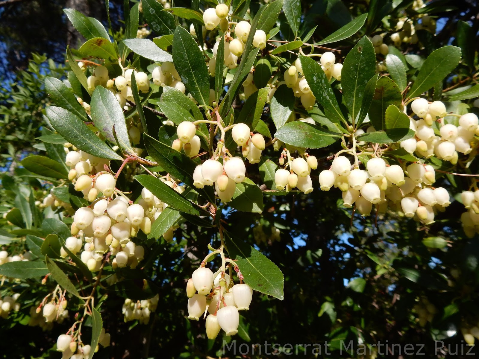 Flor destacada de Diciembre : MADROÑO - BOTÀNIC SERRAT