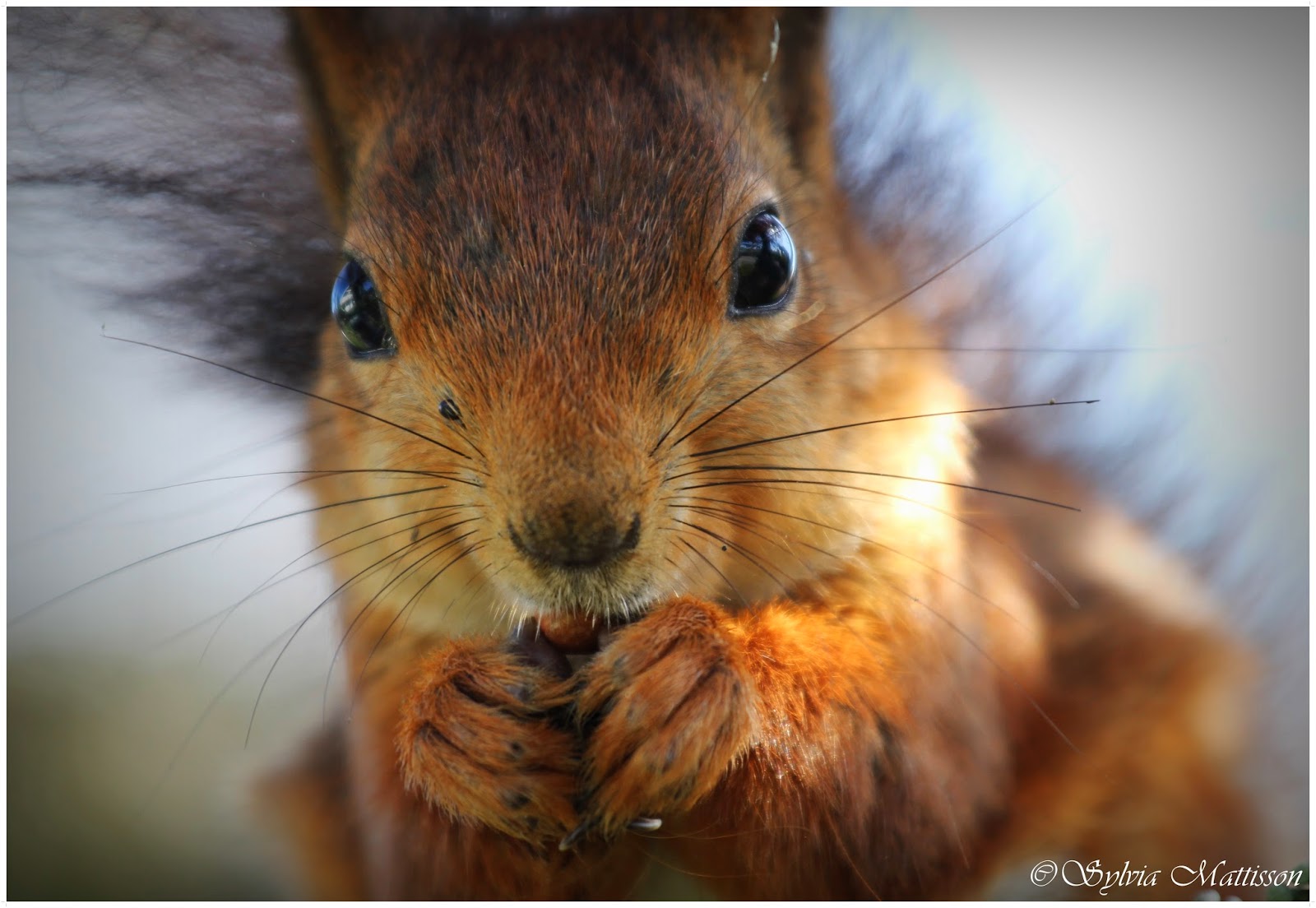 Eget tema #4 Ekorre (62/365)