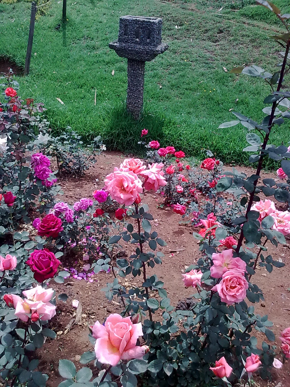Garden Care Simplified: The Beautiful Rose Garden in Ooty