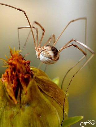 Natur' L: Gros plan sur le corps d'un faucheux sans venin ni soie...