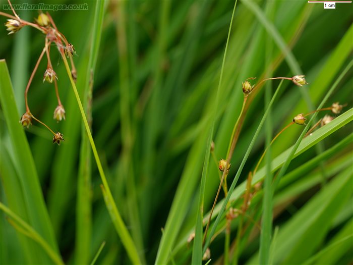 Collecting seed for the Millenium Seed Bank