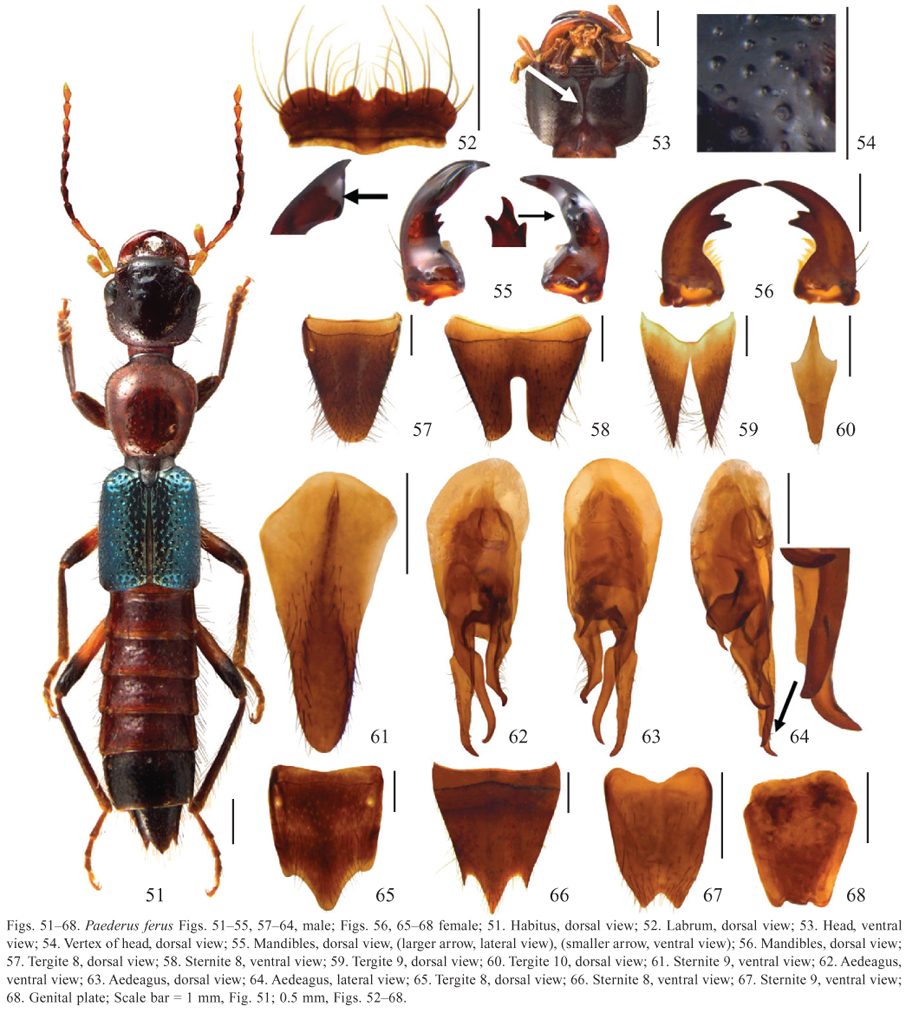 Dermatitis por Paederus, el bicho de fuego - Fumigaciones PROPARK