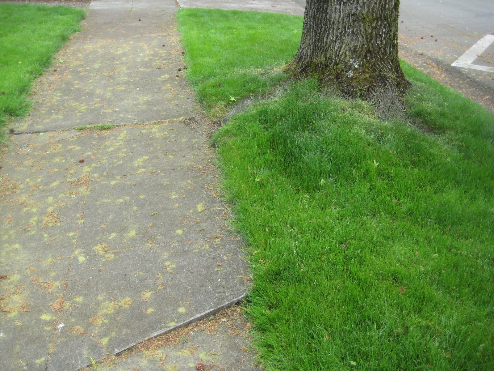 Living on a Finite Planet: Tree Problem 8: Sweet Gum with double leader