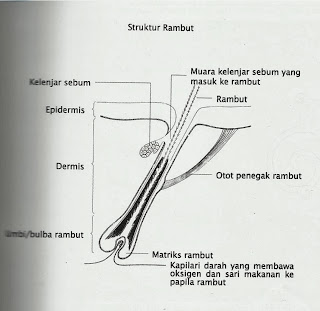 MIZZ ZERYN: PENGENALAN RAMBUT DAN KULIT KEPALA