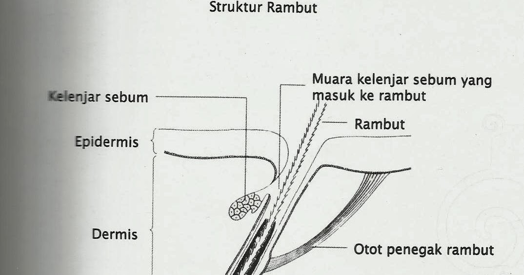 MIZZ ZERYN: PENGENALAN RAMBUT DAN KULIT KEPALA