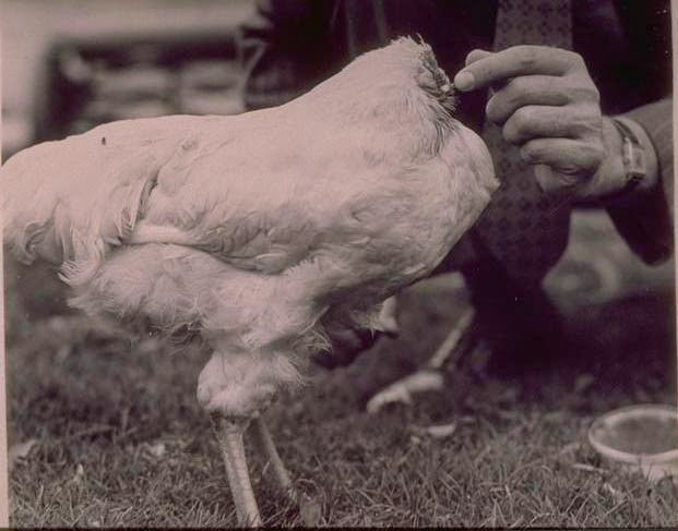 Amazing Facts: Headless Chicken lives for 18 months