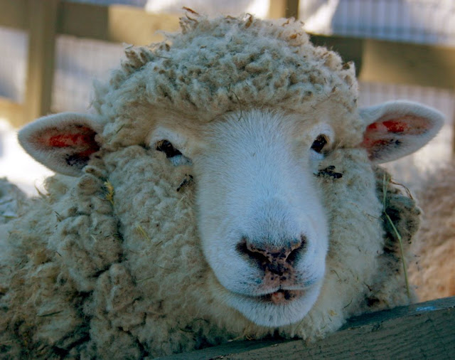 Vine and Branch: I like sheep. Happy to be one, besides, who would pass ...