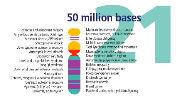 MONOSOMIA DEL 21: Genes